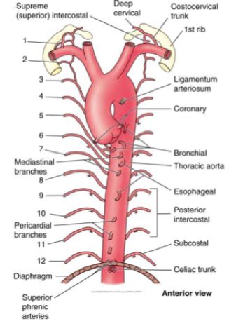 Thoracic And Coronary Vasculature Flashcards Quizlet