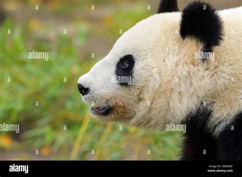 Giant Panda Ailuropoda Melanoleuca Stock Photo Alamy