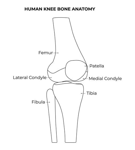 Anatomie De Los Du Genou Humain Fémur Condyle Latéral Fibule Patelle Condyle Médian Tibia