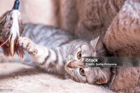 얼룩 무늬 줄무늬 새끼 고양이는 인공 모피로 만든 가벼운 격자 무늬로 덮인 소파에서 놀고 있습니다 가축에 대한 스톡 사진 및 기타 이미지 Istock