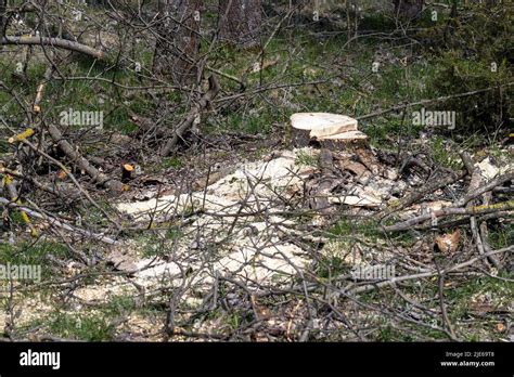 Stumps And Branches Left After Logging In The Forest Deforestation To