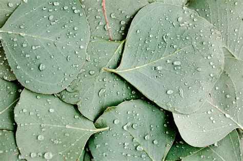 배경 빗방울 이슬과 녹색 유칼립투스 잎으로 만든 질감 플랫 레이 상단 보기 0명에 대한 스톡 사진 및 기타 이미지 0명 1 달러 동전 미국 동전 건강관리와 의술