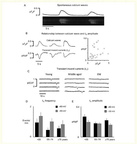 Effects Of Ageing On Spontaneous Sr Calcium Release A Sequence Of