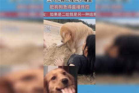 主人把自己埋在沙堆里，把狗狗急得直接开挖沙堆里狗狗主人