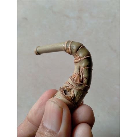 Jual Bambu Unik Buntettumpangsarisambungroso 3 Pakem Shopee Indonesia