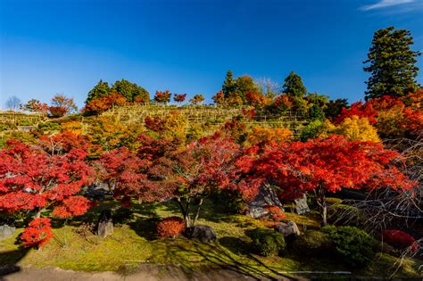 【写真】倶利迦羅不動寺西之坊鳳凰殿・山頂本堂の紅葉2022vr北陸