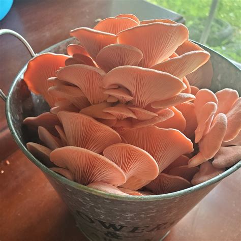 Pink Oyster Mycelium Syringe Pleurotus Djamor 10cc Live Etsy
