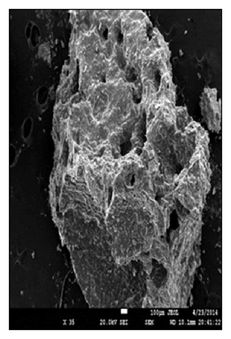 Sem Micrographs Of A Rm B A1 C A2 D A3 E A4 F B1 G Download High