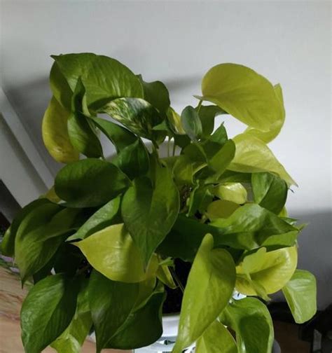 神奇的绿萝开花（绿萝盛开的花朵）花植网