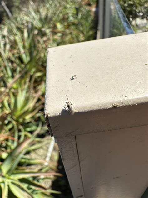 Small Winged Bug R Bugidentification