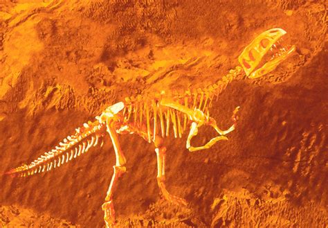 Enhanced Image Of A Gasosaurus Dinosaur Fossil Photograph By Mehau Kulyk