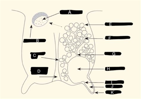 Labelled Mammary Gland Flashcards Quizlet