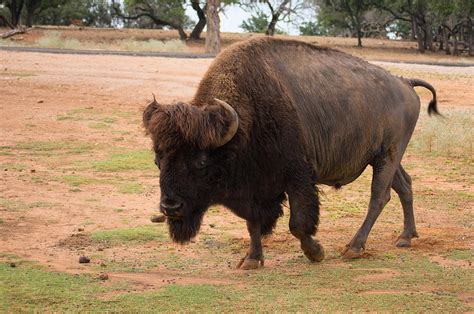 Johnson City Texas Buffalo Walk Photograph By Jg Thompson Fine Art