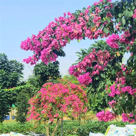 Chavi Garden Home Facebook