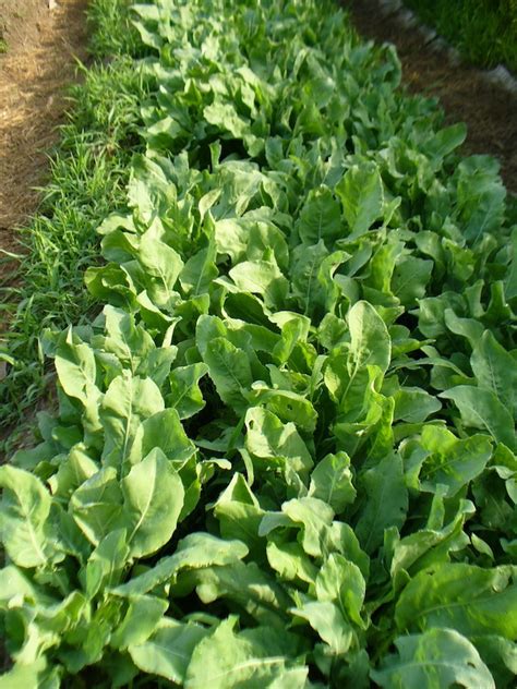 Growing Woad Local Color Dyes