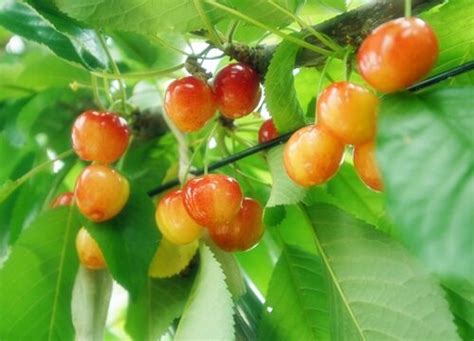 ニワザクラ庭桜メイの気まぐれ植物図鑑