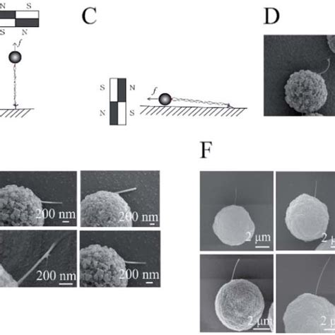 Rosette Stretching Under Light Microscope Jurkat Cells Were Bound To