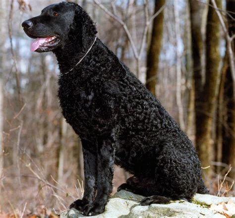 대형견 종류 컬리 코티드 리트리버 Curly Coated Retriever 영국 네이버 블로그