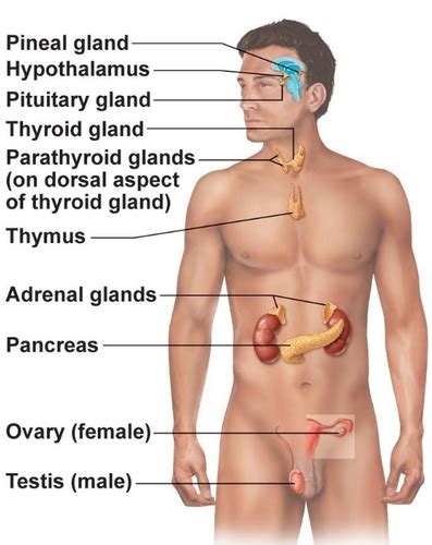 Anatomy And Physiology Essentials Chapter 9 Flashcards Quizlet