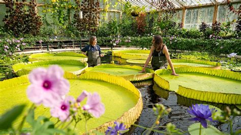 New Giant Water Lily Species Discovered At Kew Is Worlds Largest Uk