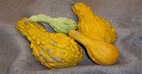 Bumpy Yellow Squash Yard Wiki
