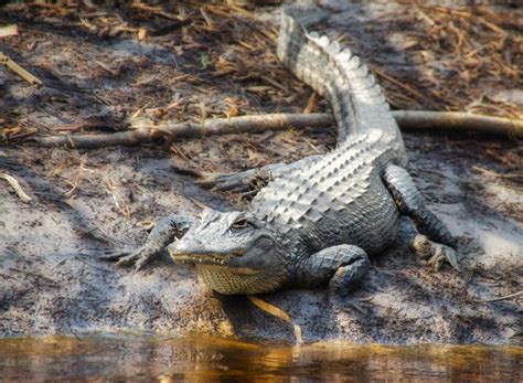 Alligator Mating Season In Florida What Paddlers Need To Know