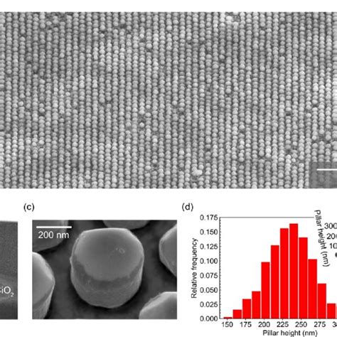 Morphological Characterization Of The Electrochemically Grown Indium