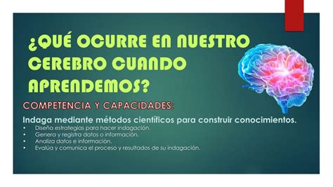 Qué Ocurre En Nuestro Cerebro Cuando Aprendemos Katherine Orosco Udocz
