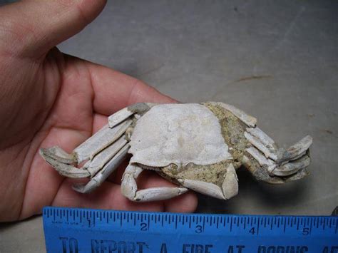 Fossilized Crab C The Stones Bones Collection