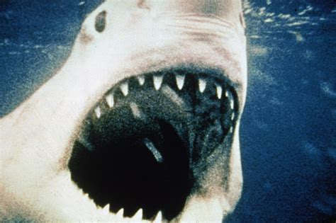 See 8 Fascinating Jaws Movie Facts Every Die Hard Fan Should Know Closer Weekly