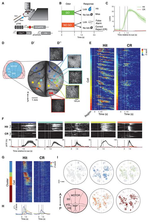 Distributed Cellular Representation Of Goal Directed Behavior Download Scientific Diagram