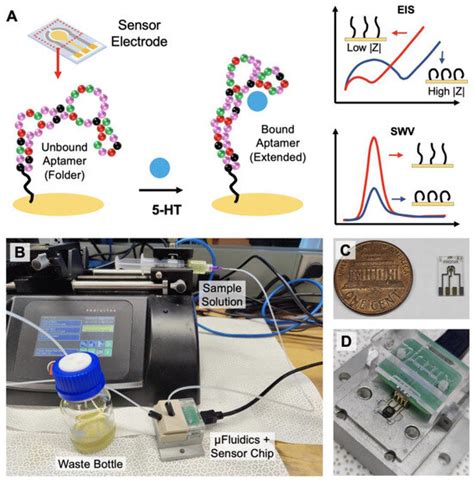 Continuous Real Time Detection Of Serotonin Using An Aptamer Based Electrochemical Biosensor