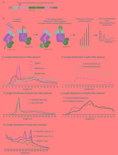 Exosome Structure And Interactions A Domain Structure Of The Download Scientific Diagram