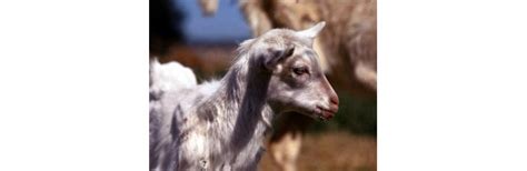 How To Treat Mange On Goats Ehow