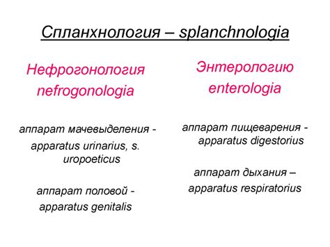Раздел анатомии спланхнология. (Лекция 1) - online presentation