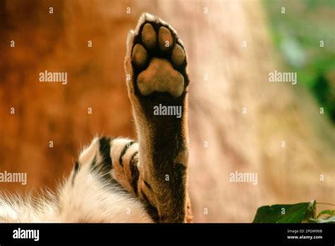 The Tigers Feet The Tigers Paws And Toes Are Hidden Inside Which