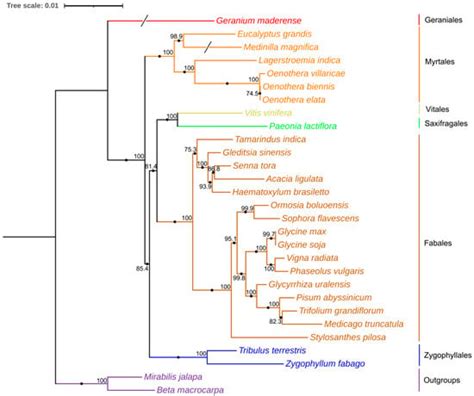 The Complete Mitochondrial Genome Of Paeonia Lactiflora Pall