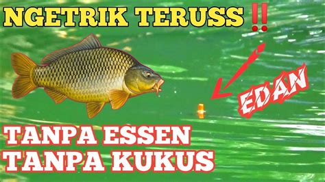Umpan Ikan Mas Dadakan Djempol Pandan Wangi Terbaru 2022 YouTube