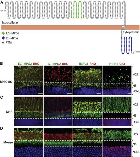 Impg2 Localizes To Photoreceptor Inner And Outer Segments In Stage 3