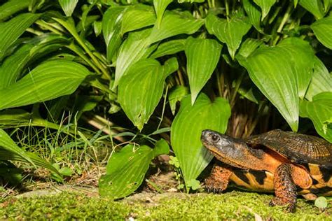 The Illegal Turtle Trade Why I Keep Secrets