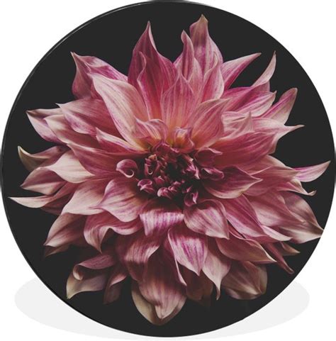 WallCircle Wandcirkel Muurcirkel Dahlia Bloemen Roze