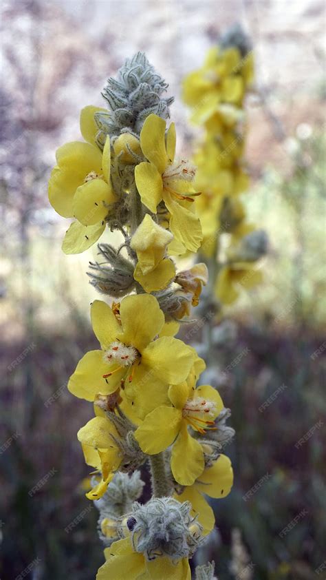Premium Photo Yellowflowered Verbascum Thapsus Plant Verbascum