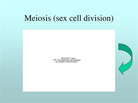 Ppt Chromosomes Powerpoint Presentation Free Download Id6132924