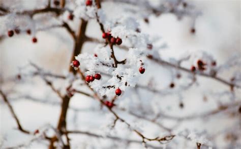 Premium Photo Close Up Of Frozen Cherry Tree