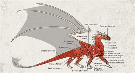 What Exactly Is Dragon Anatomy And What Is It Based On