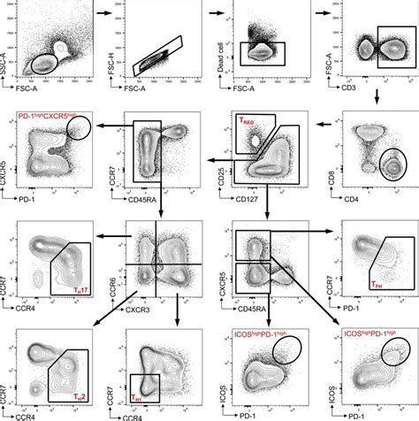 The Gating Strategy To Analyse Peripheral Cd4⁺ T Cell Subsets In Human