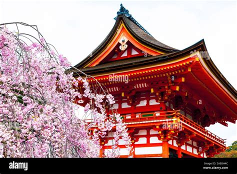 Kiyomizu Dera Temple And Cherry Blossom Tree Kyoto Japan Stock Photo