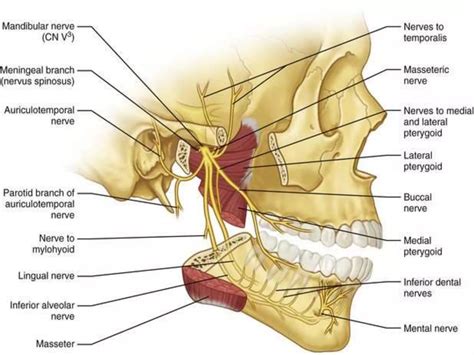 Mandibular Nerve Blocks Techniques Pptx