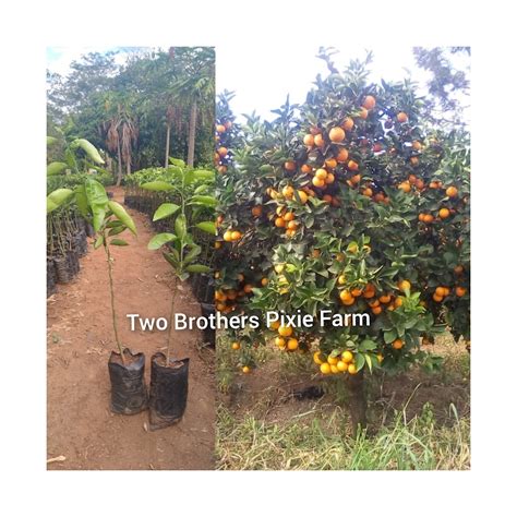 Two Brothers Pixie Farm Youtube