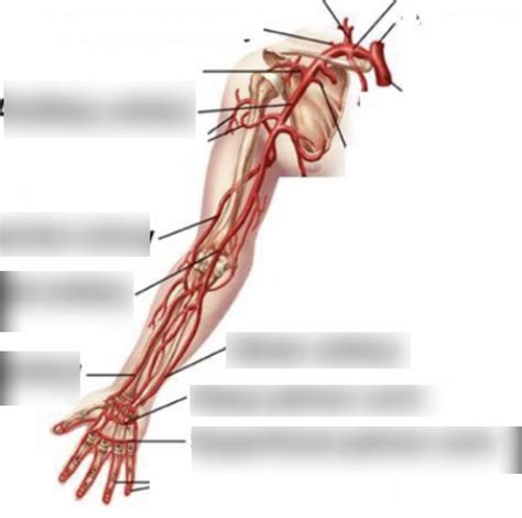 Arm Arteries Diagram Quizlet
